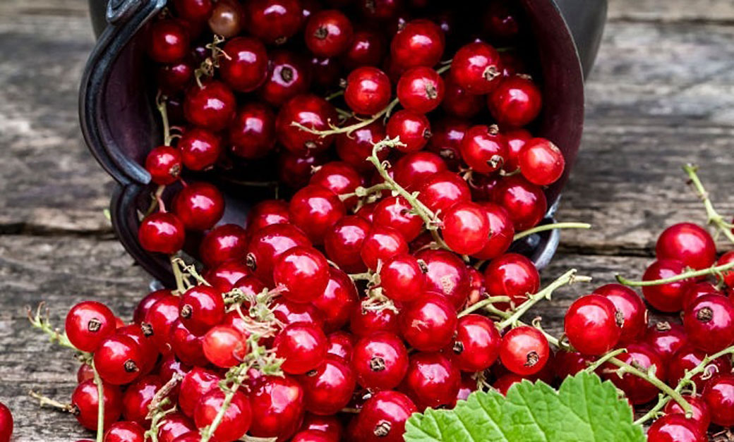 Redcurrant - Meiosis Ltd