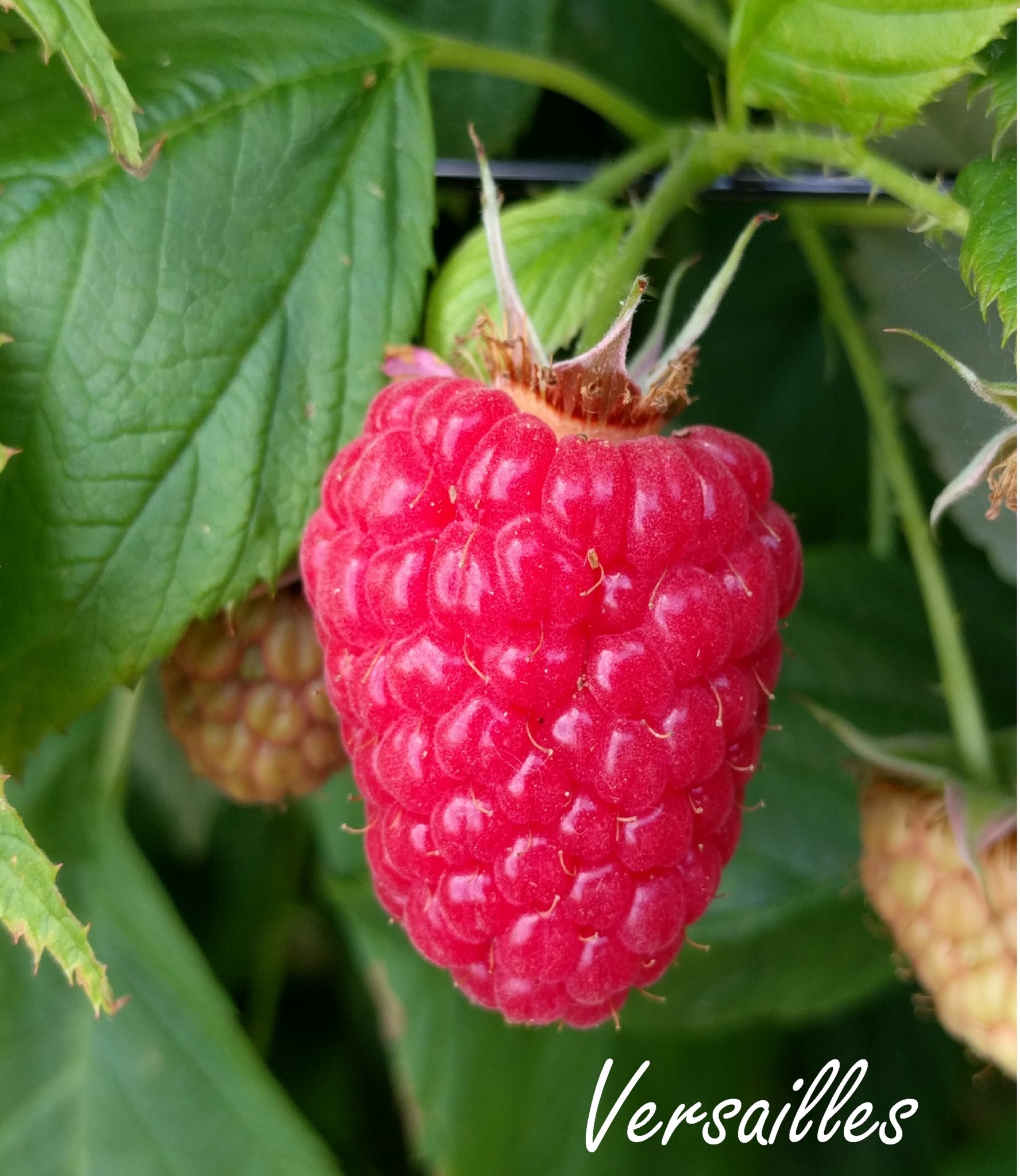 Promising Primocanes - Meiosis Ltd